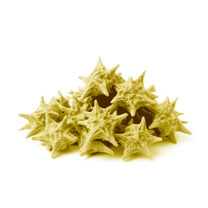 Fleshy Primal+: Natural Libido Booster for Men (Drive & Stamina)